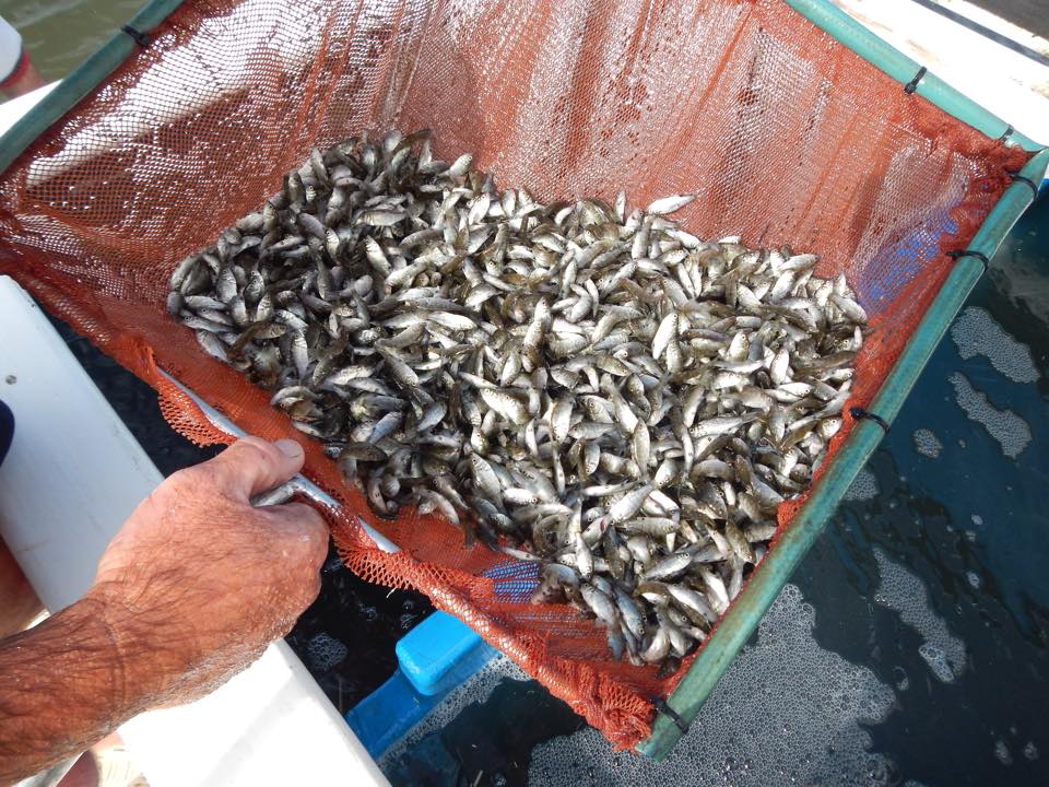 QFFP - Sweetwater Fish Stocking Monitoring